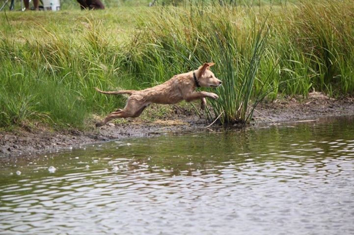 Gun Dog Training Wisconsin